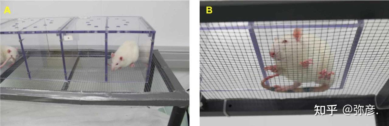 实验技术｜动物行为学实验-Von Frey实验 - 知乎