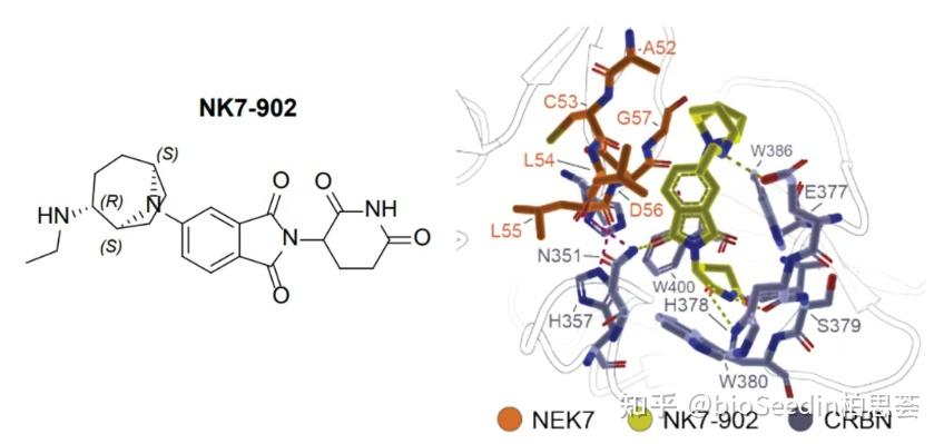 诺华布局！自免NEK7分子胶，即将被引爆 - 知乎