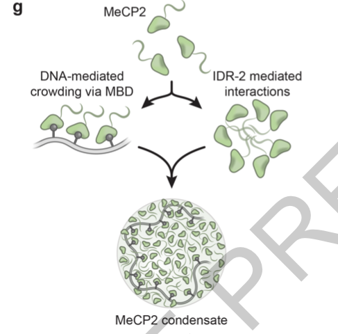Nature | MeCP2突变导致相分离发生紊乱进而引起Rett综合征 - 知乎