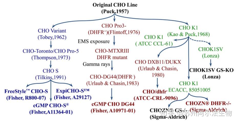 抗体表达细胞株构建服务 - 知乎