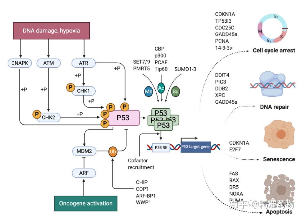 【靶点】P53 - 知乎