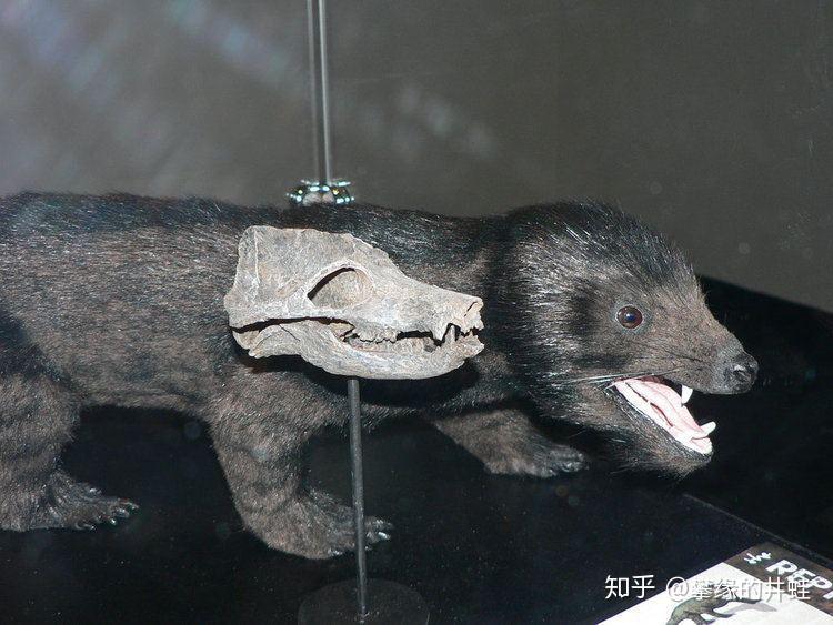 【地球演义】百兽图7：赶狻猊 - 知乎