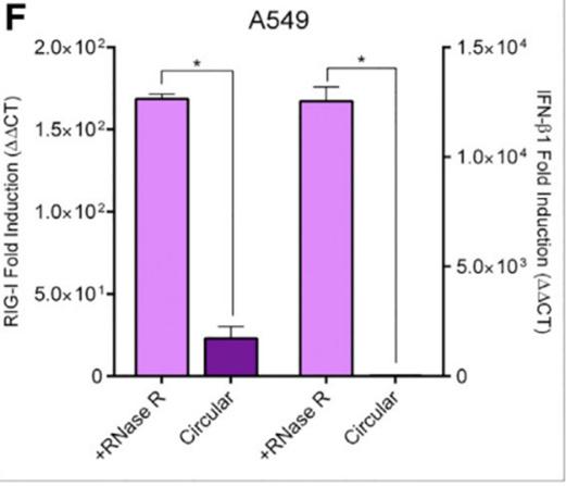 【耀文解读】一文全知道|最新外源circRNA机体免疫触发机制全收集 - 知乎