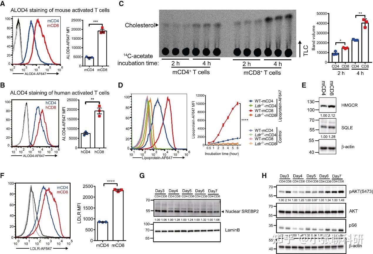 T细胞耗竭与胆固醇代谢的关系：或可应用于肿瘤免疫治疗 - 知乎