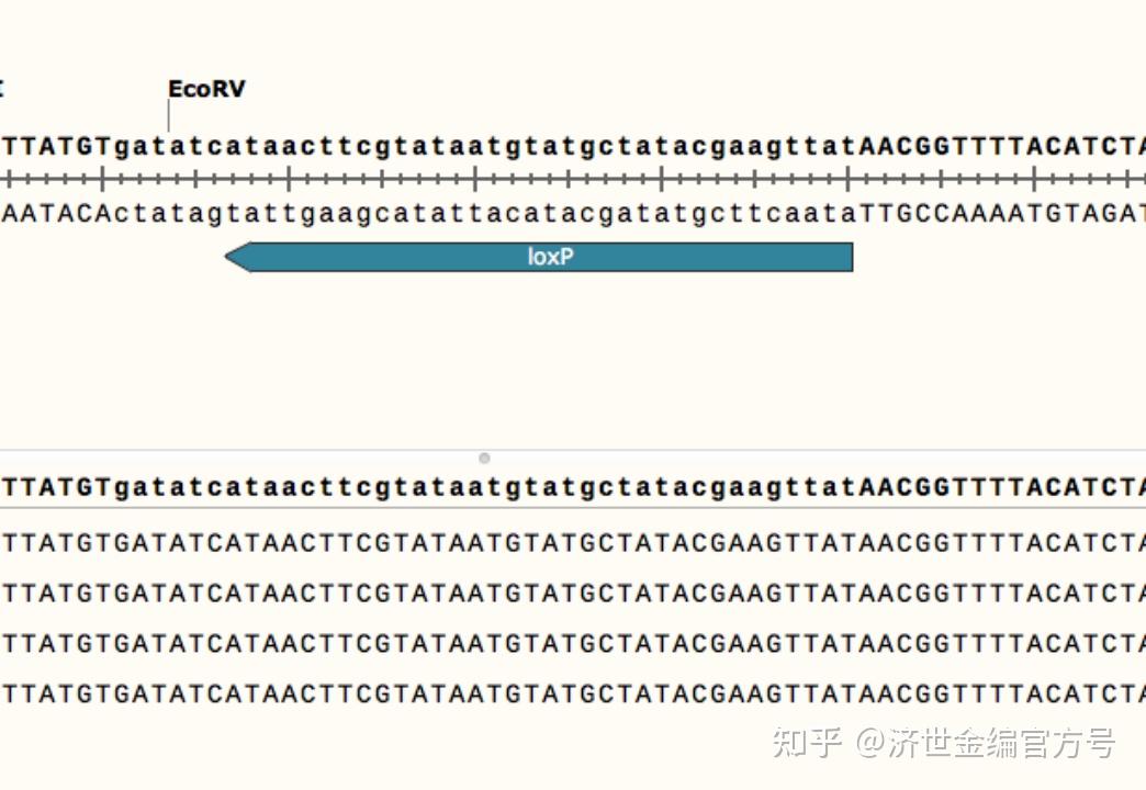 案例分享：Hspa5基因组织特异性敲除小鼠(Loxp)构建技术报告 - 知乎