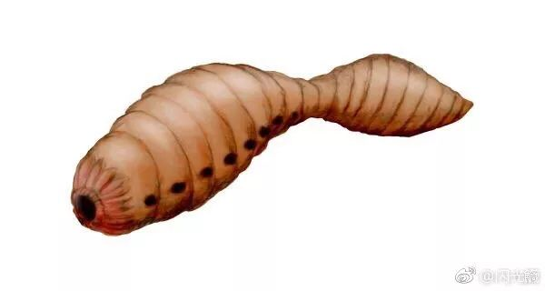 古虫动物和古虫类，它们居然不是一回事！（作者：达达） - 知乎