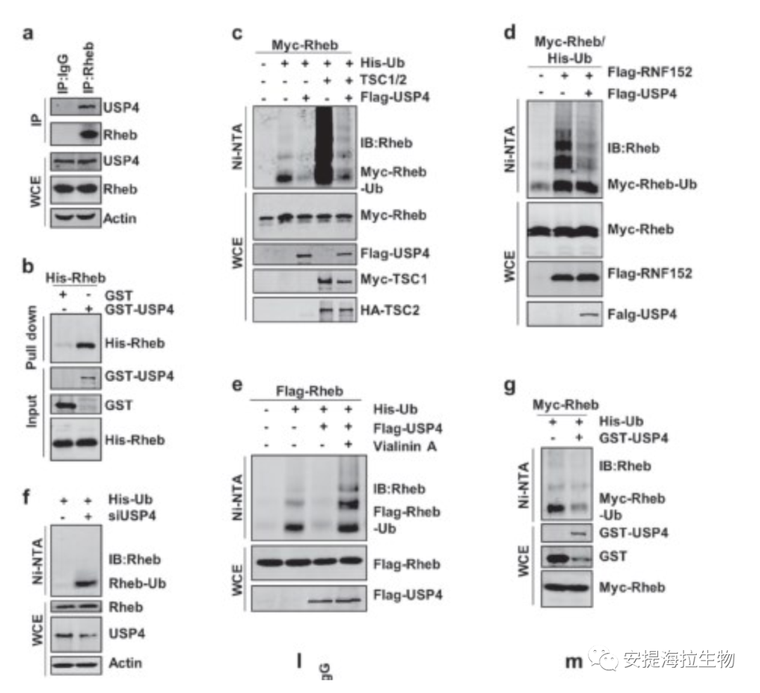 Rheb泛素化调控生长因子诱导的mTORC1激活 - 知乎
