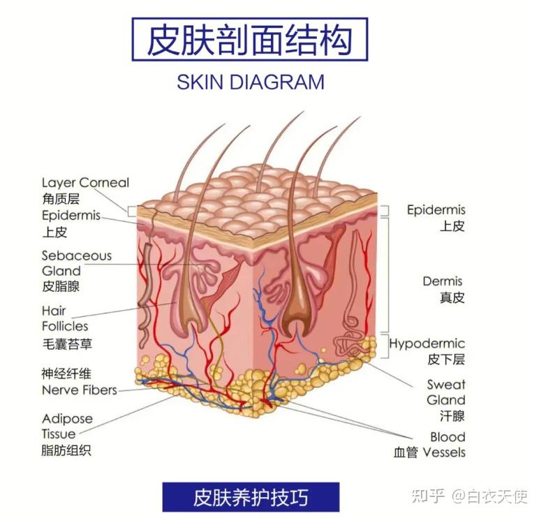 2023年超实用美容仪器选购指南，有需求快进！体验多款后从技术和科学方面告诉你什么样的美容仪器可以美白嫩肤祛痘。GEMO,YA-MAN,Dr.Arrivo，松下，极萌，AMIRO等等品牌如何选 ...