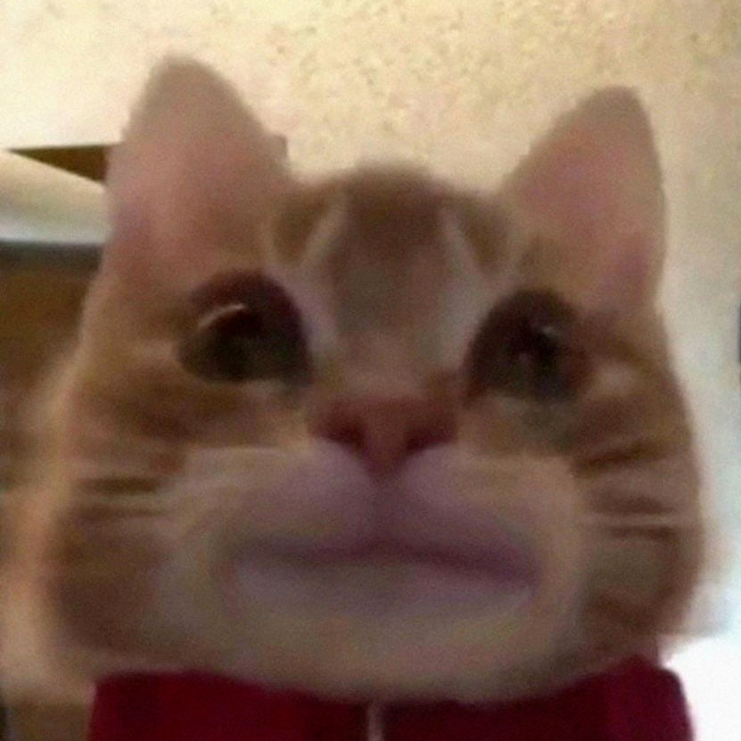 表情包 | 超火拽拽歪嘴小猫表情包#超全合集 - 知乎