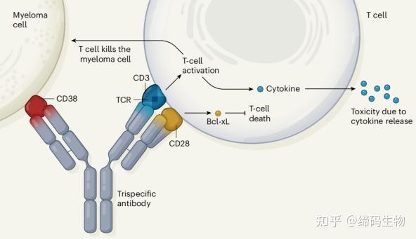 肿瘤免疫靶点 | CD28 - 知乎