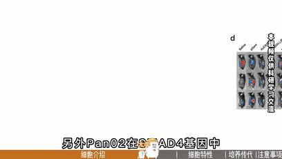 Pan02细胞培养，小鼠胰腺癌细胞培养攻略 - 丰晖生物 - 知乎