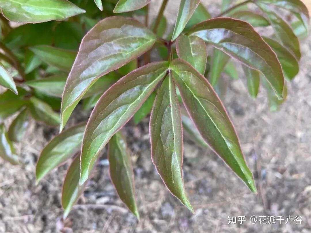 牡丹与芍药有什么区别？90 的人都分不清 知乎