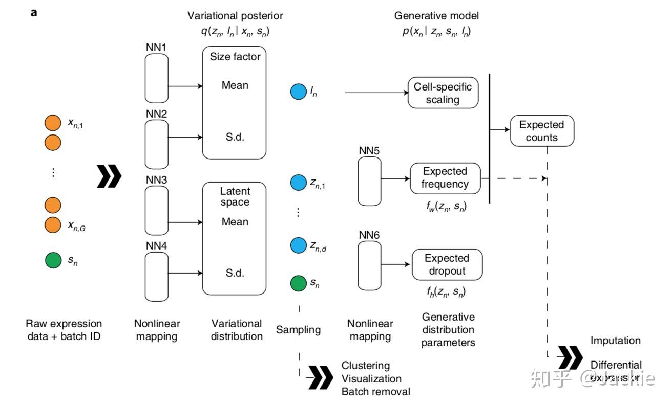 单细胞数据分析工具scvi介绍 - 知乎