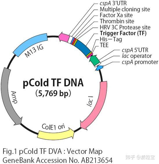pCold 系列大肠杆菌冷休克蛋白表达载体温度诱导型CSPA启动子质粒 - 知乎