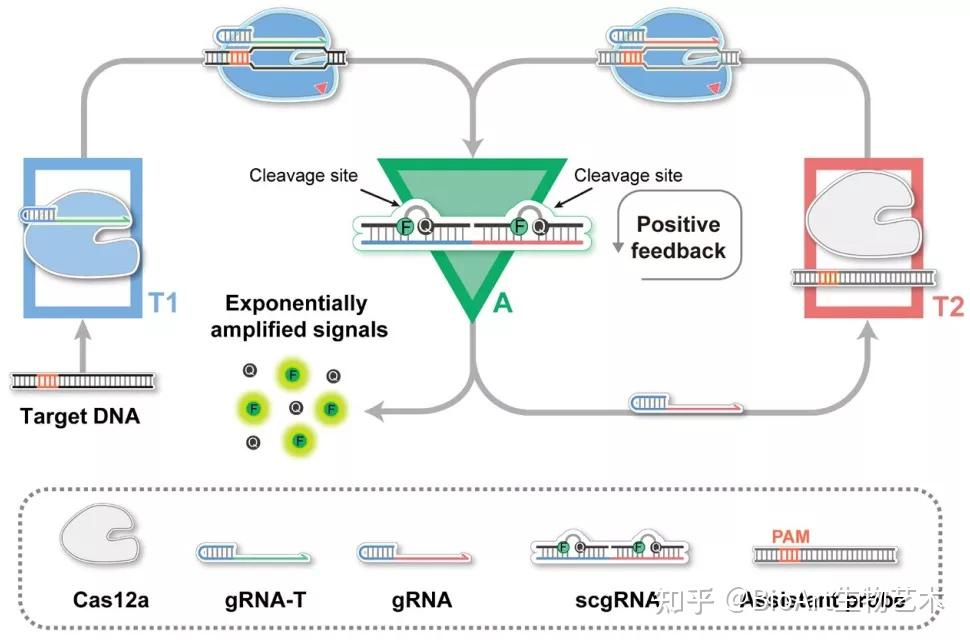 Sci Adv | 聂舟团队开发CRISPR-Cas自催化反馈放大网络用于超灵敏DNA诊断 - 知乎