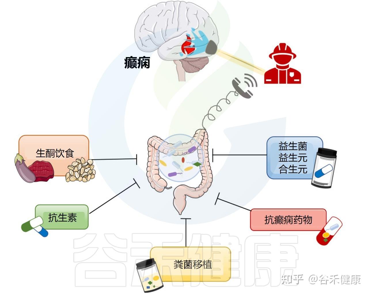 以肠道微生物群为新视角的研究和治疗癫痫 - 知乎