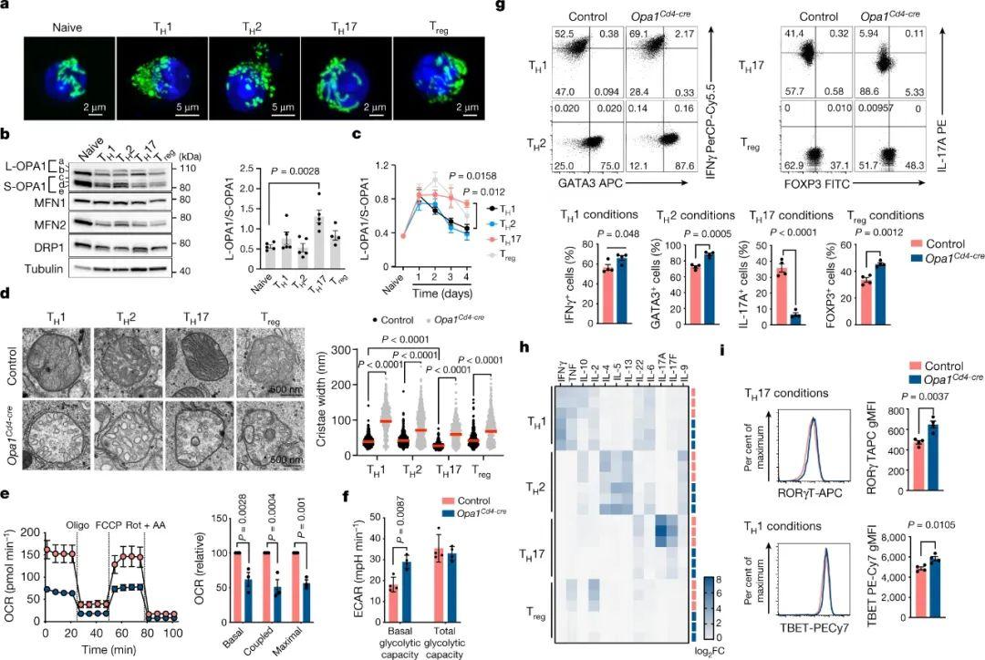 Nature | 线粒体膜形态如何影响CD4+ T细胞分化 - 知乎