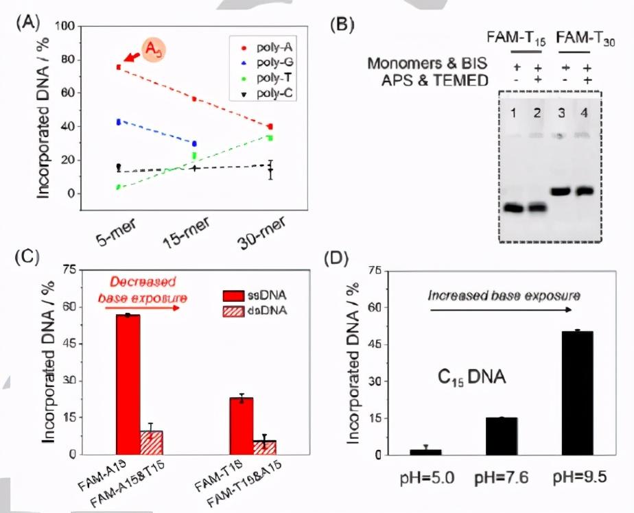 滑铁卢大学刘珏文《Angew》无修饰DNA的冷冻辅助偶联纳米凝胶，传感DNA和汞离子 - 知乎