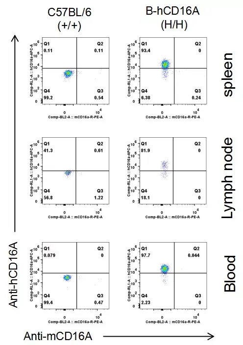靶向CD16A，激活先天免疫系统的ADCC效应 - 知乎