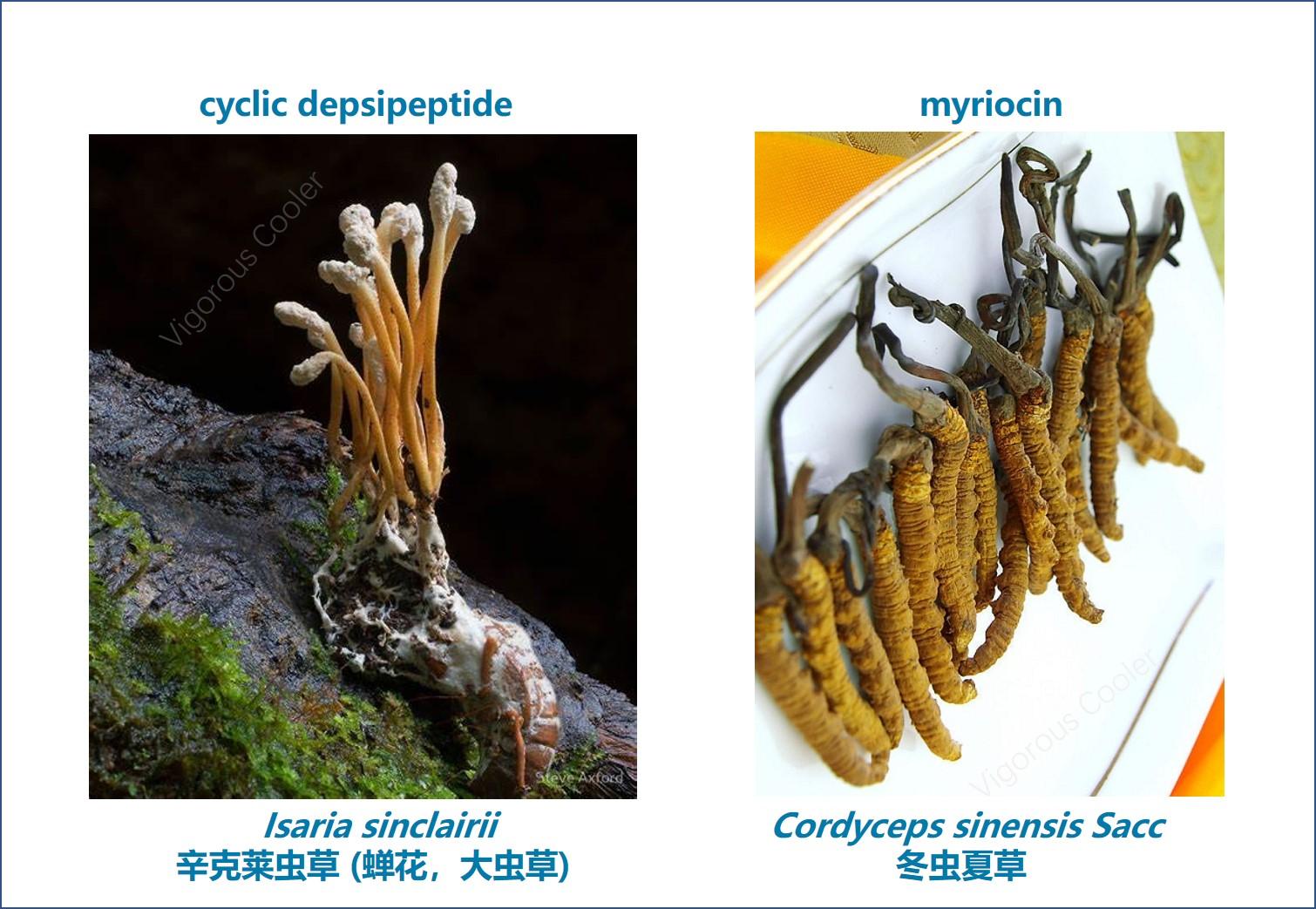 现代医药典范——芬戈莫德 发现与改进之路【新冠感染免疫损伤之潜在有效药物巡礼】 - 知乎