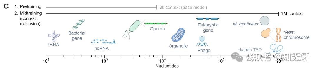 Evo2：跨生命领域的基因组“造物主”模型 - 知乎