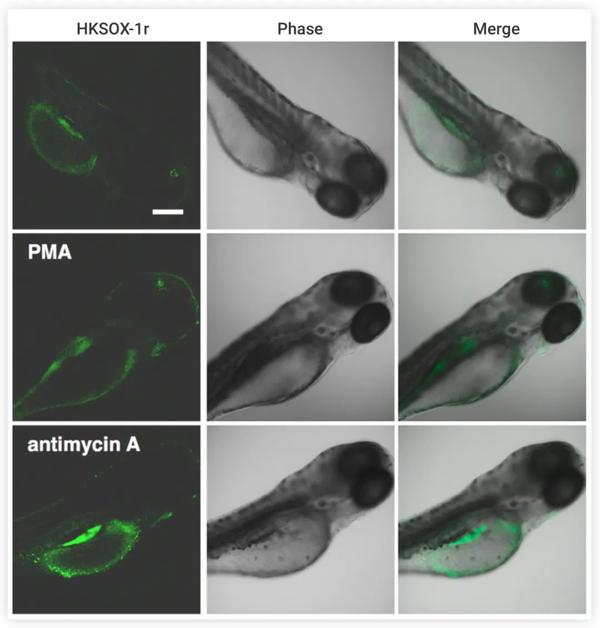 活性氧 ROS 检测，实用 Tips - MedChemExpress - 知乎
