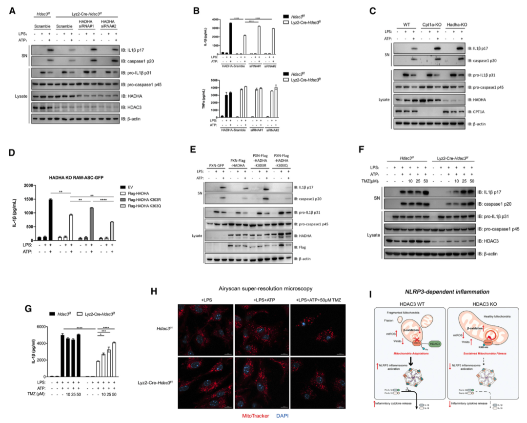 Molecular Cell丨组蛋白脱乙酰酶 3 与线粒体结合，通过调节脂肪酸氧化来驱动 IL-1β 依赖性炎症 - 知乎