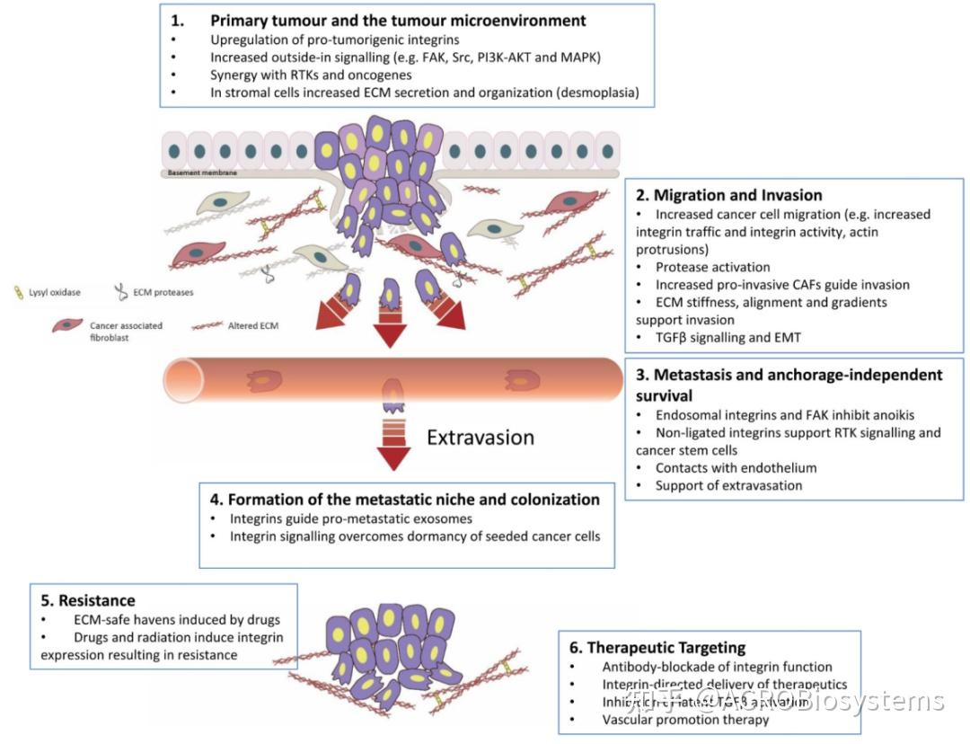 【前沿进展】Integrin αvβ6 ADC疗法实体瘤研究取得突破 - 知乎