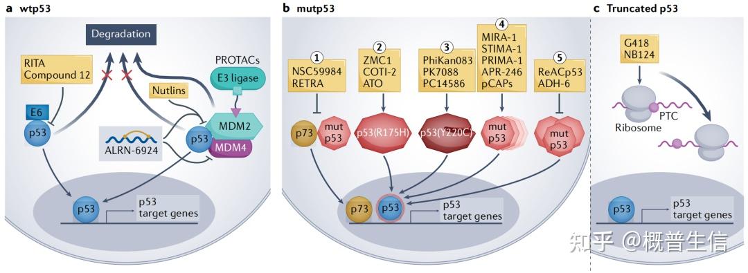 SCI热点| 明星分子P53的研究进展和科研思路 - 知乎