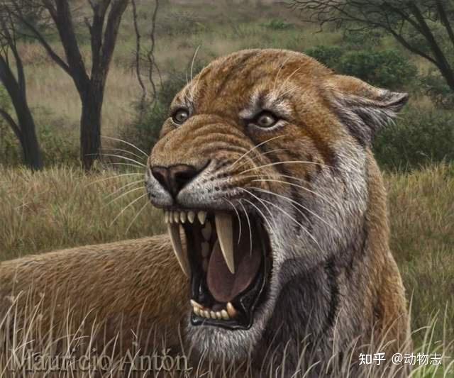 江左其杲：锯齿虎五大洲帝国瓦解？梼杌剑虎身世牵出剑齿虎家族秘史 - 知乎