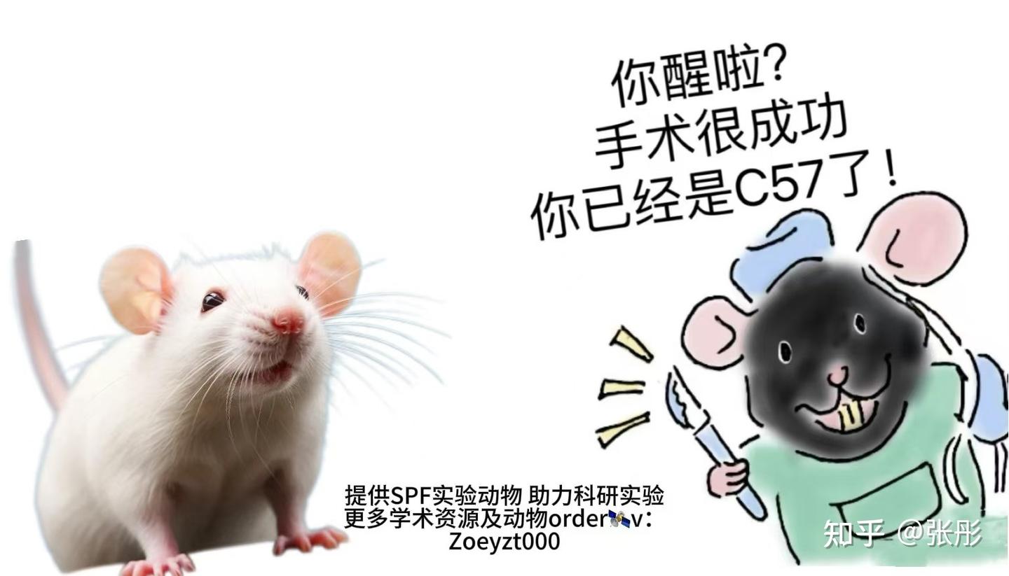 C57BL/6小鼠百科资料整理｜最全C57小鼠知识资料 - 知乎