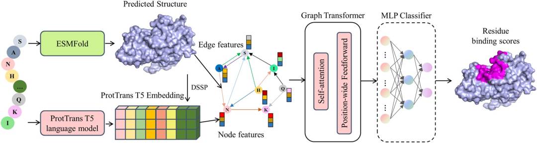 上海交大&中山大学团队使用ESMFold、预训练语言模型以及Graph Transformer，进行蛋白质结合位点预测 - 知乎