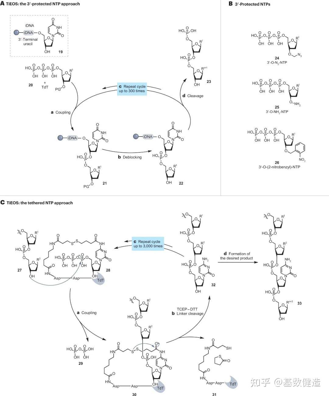 深度解析：不同DNA合成技术的开发和商业化进展 - 知乎