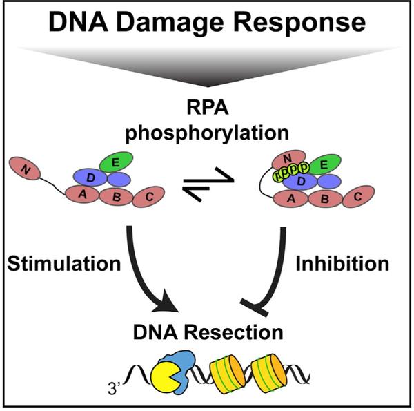 Cell子刊：DNA损伤修复途径负反馈：复制蛋白RPA的磷酸化抑制DNA切除和同源重组 - 知乎