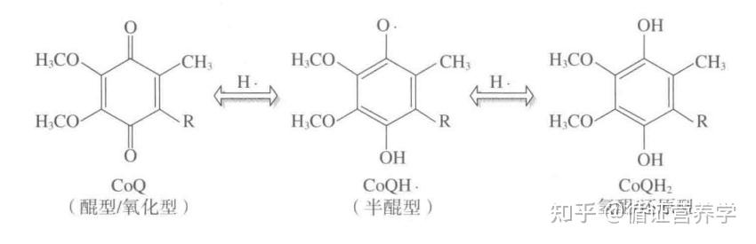 功能营养篇-辅酶Q（泛醌/二氢泛醌） - 知乎