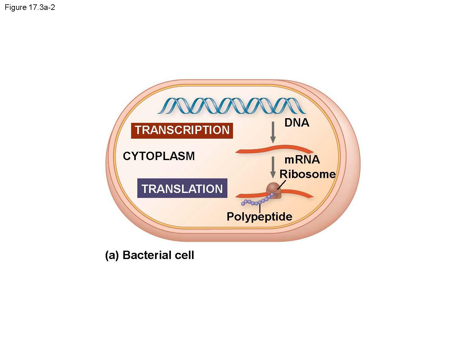 Campbell Biology 坎贝尔生物学 第17章 基因表达 - 知乎