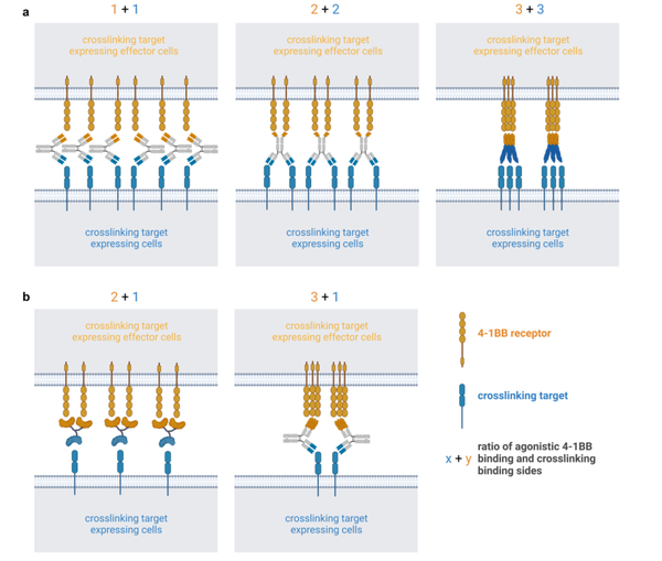 新一代4-1BB激动剂的开发 ：旨在更安全、有效 - 知乎