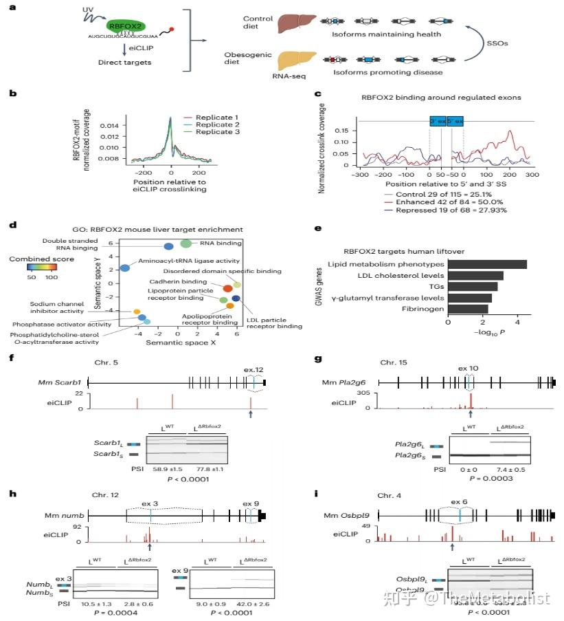代谢学人--Nature Metabolism：胆固醇代谢紊乱，RBFOX2来理清 - 知乎