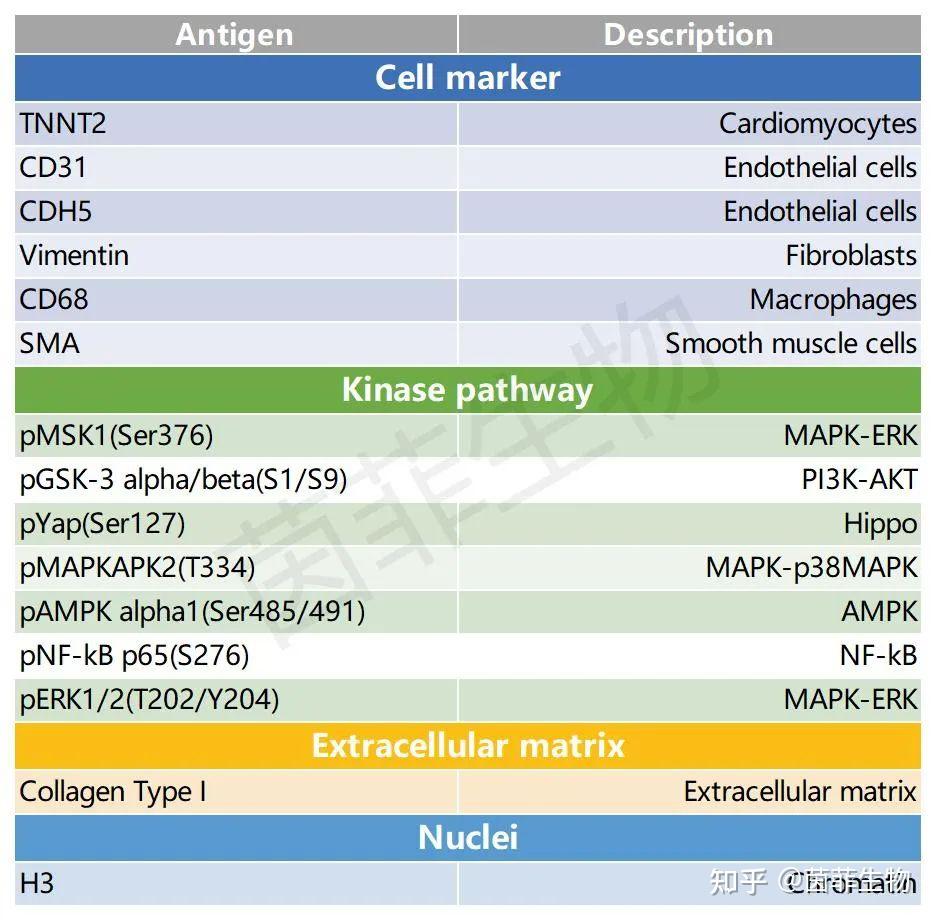 Circ Res | IMC绘制小鼠心肌缺血再灌注损伤的单细胞蛋白修饰时空图谱 - 知乎