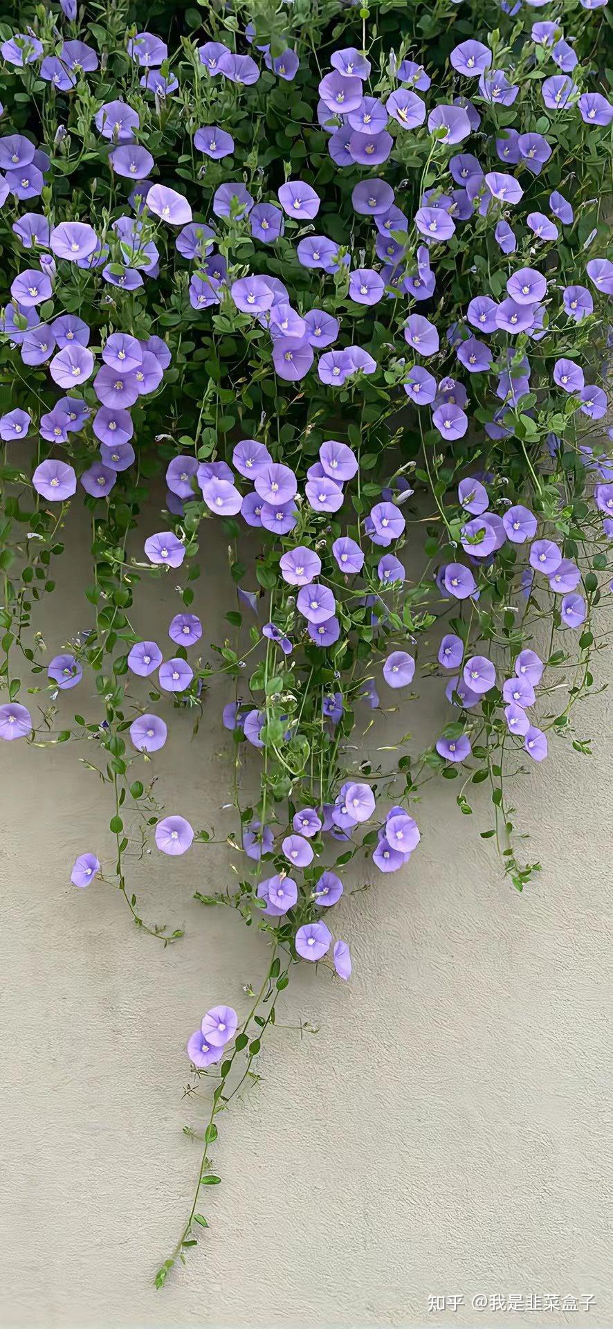 2024最新免费量化交易软件：ptrade量化详解-含开通攻略 - 知乎