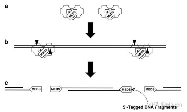 ATAC-seq建库与scATAC-seq建库 - 知乎