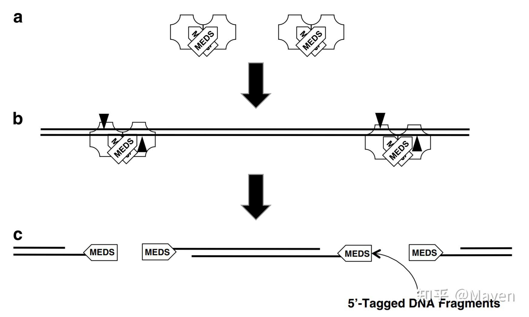 ATAC-seq建库与scATAC-seq建库 - 知乎