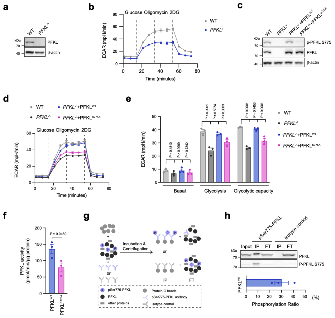 Nature子刊丨模式识别受体激活后，PFKL 的磷酸化调节巨噬细胞的代谢重编程 - 知乎