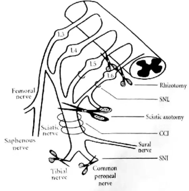 小布新品｜疼痛动物模型——助力神经系统疾病药物治疗 - 知乎