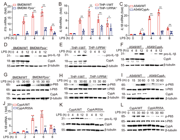 【文献解读】促炎因子CypA在炎症研究中用到的典型材料及方法 - 知乎