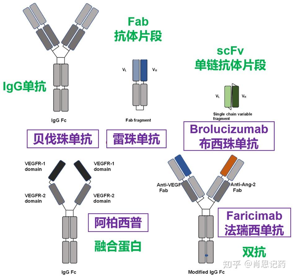记住所有FDA生物药 | 眼科用VEGFR | 雷珠单抗、阿柏西普、布西珠单抗、法瑞西单抗 | 眼底病 - 知乎