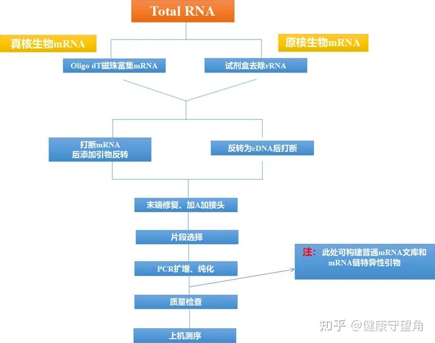 NGS丨如何使用RNA构建NGS文库？ - 知乎