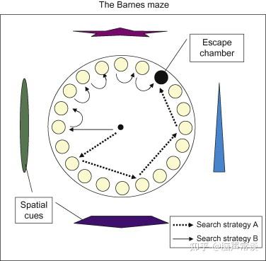 脑声常谈：巴恩斯迷宫（Barnes Maze）实验中的搜索策略如何定义？ - 知乎