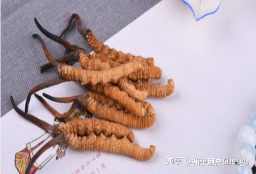 行家教你怎么识别冬虫夏草，掌握这几招就够了 - 知乎