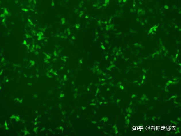 如何高效DNA转染293细胞 - 知乎